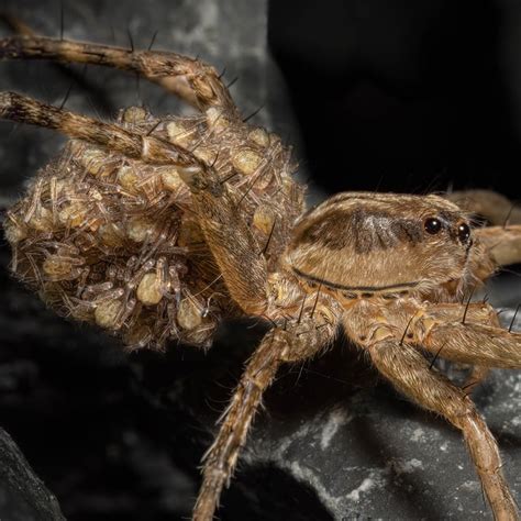 Momma Wolf With Her Spiderlings Rmacroporn