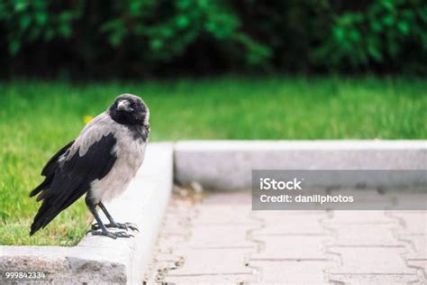 블랙 크로우 테두리 복사 공간 풍부한 녹지의 배경에 회색 보도 근처에 산책 푸른 잔디와 숲 근처도 레이븐 아스팔트에 야생 조류