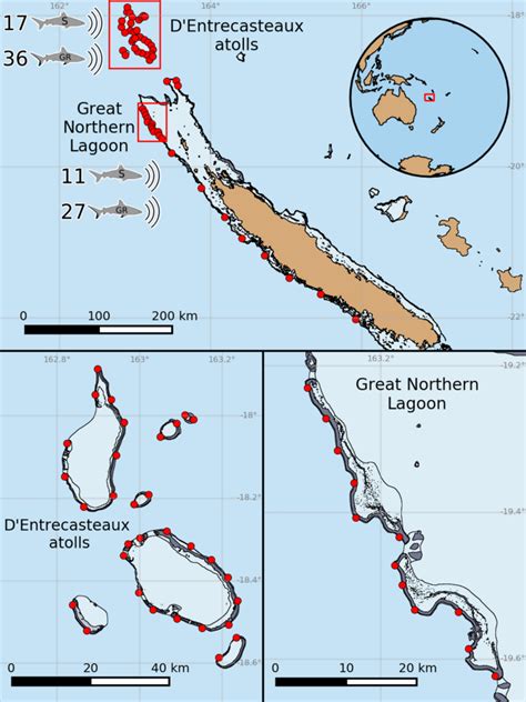 Individual And Seasonal Variations Of Space Use In Silvertip Sharks