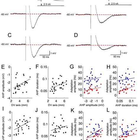 Measurements Of Anatomical Locations Of Medial Entorhinal Cortex Layer Download Scientific
