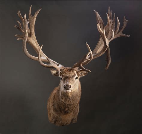 Red Stag Shoulder Mount Nz Taxidermy