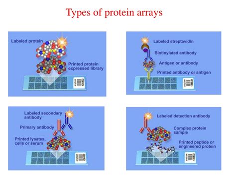 Ppt Cutting Edge Protein Microarrays For Cancer Biomarkers Powerpoint Presentation Id 9140936