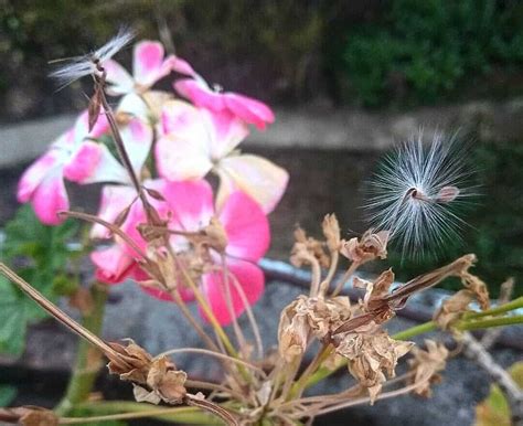 How To Get Geranium Seeds At Joyce Hartmann Blog