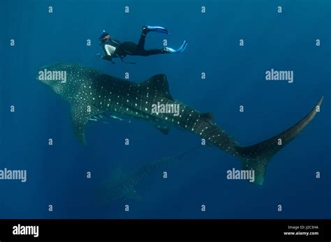 Whale Shark And Tourist Cenderawasih Bay West Papua Indonesia Stock