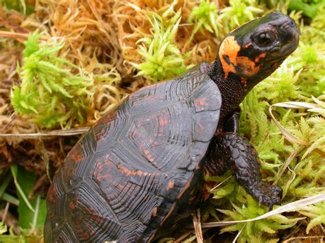 Bog Turtle Nc Wildlife