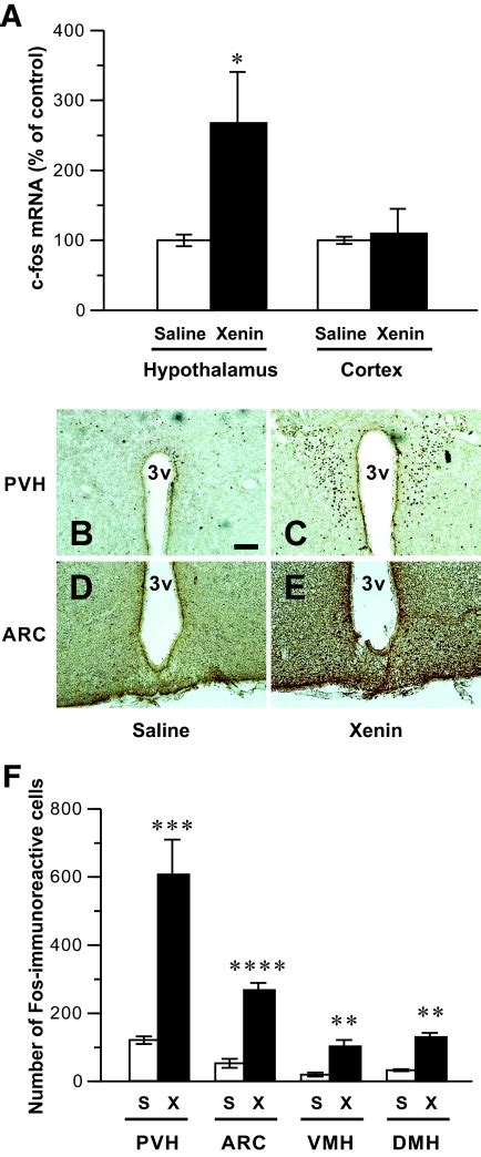 Stimulatory Effect Of Xenin On C Fos Mrna Expression And Fos