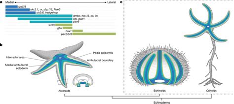 Echinoderm Diagram