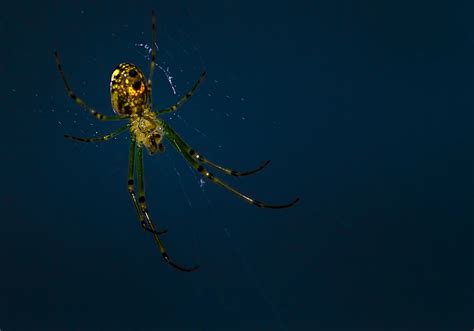 Nature Fauna — Robert Belas Photography