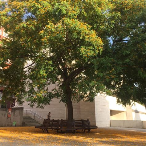 Plant Faqs Tipuana Tipu