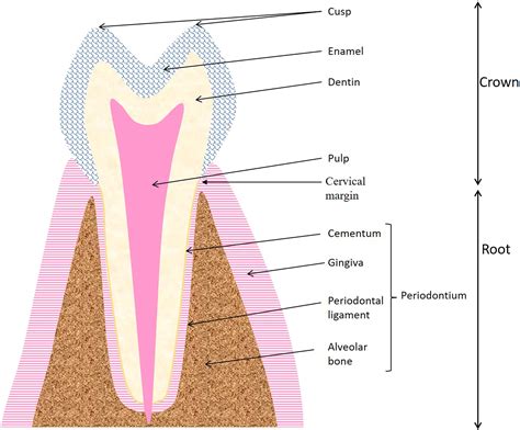 Elements Of Morphology Standard Terminology For The Teeth And