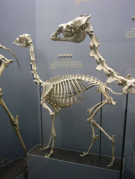 Skeleton Of A Llama In National Museum Of Natural History Llama