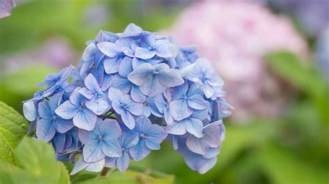 Hydrangea Not Flowering — What To Do