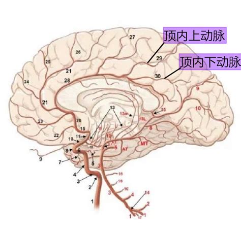 【脑血管名词辨析】胼周动脉 胼缘动脉 脑医汇