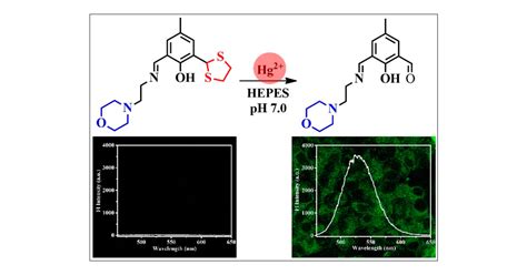 A Lysosome Targetable Fluorescence Sensor For Ultrasensitive Detection Of Hg2 In Living Cells