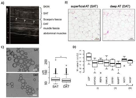 IJMS Free Full Text Human Macrophages Preferentially Infiltrate The Superficial Adipose Tissue