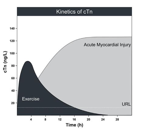Scheme Of The Kinetics Of Cardiac Troponin T After Exercise As