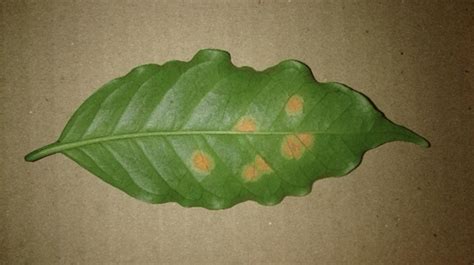 Leaf Rust Vision Ai Checkup
