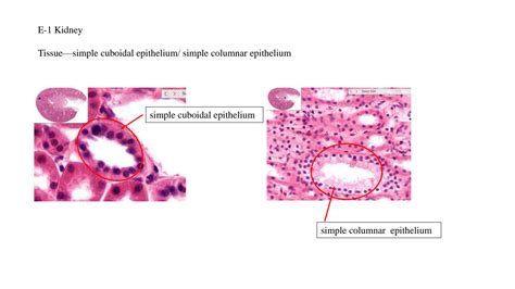 Solution Lab Biology Homework Ntu Epithelial Tissue Studypool