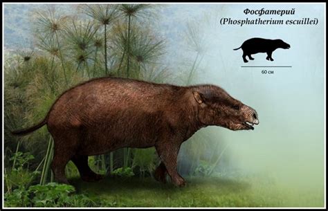 Paleospotlight Morocco Hubpages