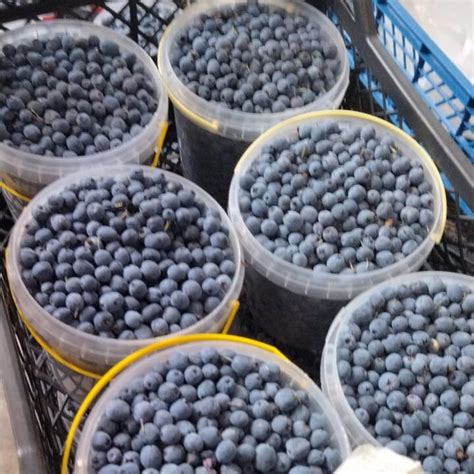 Купить свежую голубику дикую (гонобобель) в Москве с доставкой | МскПродукт
