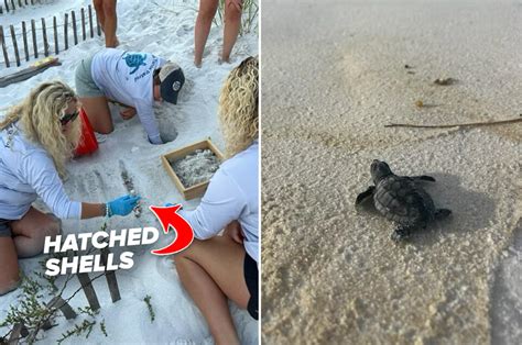 73 Rare Kemps Ridley Sea Turtle Hatchlings Make Their Way To The Gulf