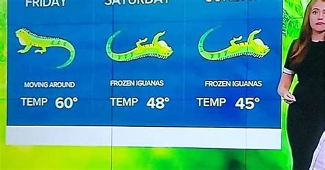Florida Iguana Forecast Album On Imgur