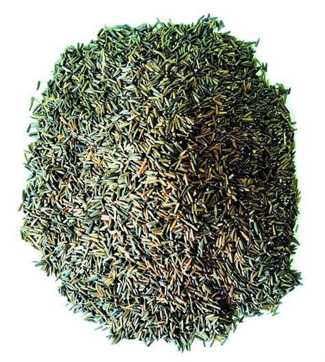 Black Centratherum Anthelminticum Organic Dried Kalijiri Seeds Packaging Type Packet