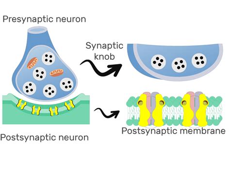 Synapsediagram For Barn