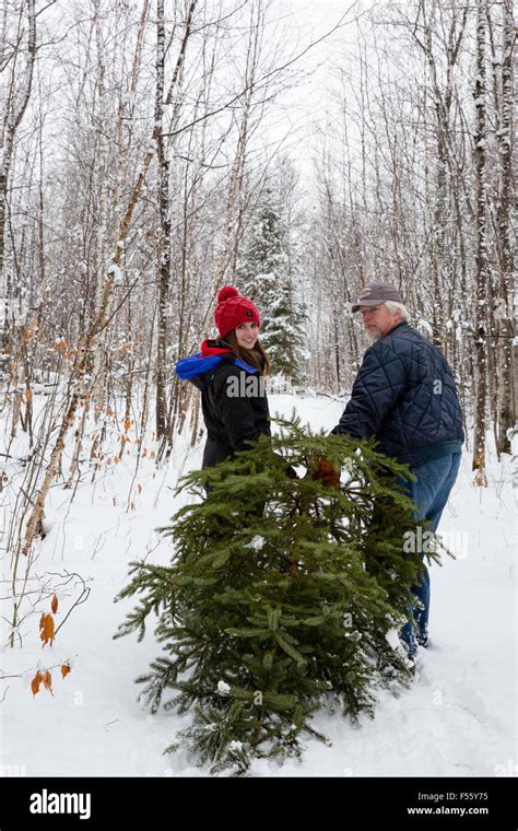Father And Babe Dragging A Freshly Cut Tree For Christmas Stock Photo Alamy