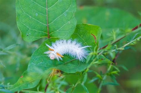 The Ultimate Guide To White Fuzzy Caterpillars Identification