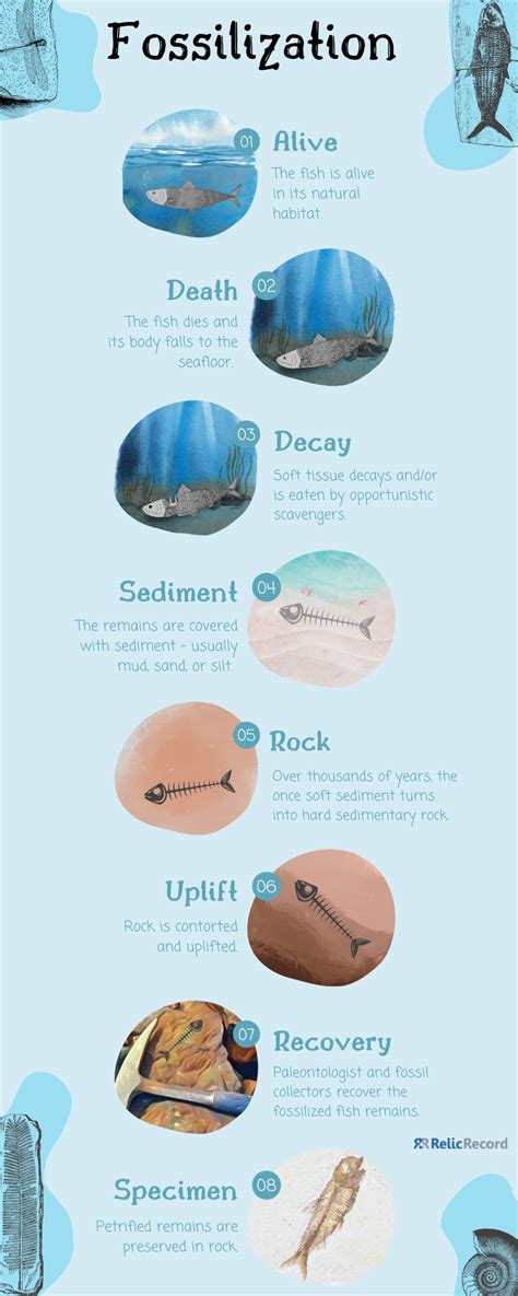Fossilization An Infographic Relicrecord
