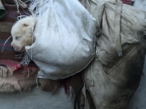 Philip Holsinger Sopo Preparing To Summit On Autumn Migration 210