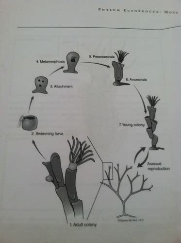 Phylum Ectoprocta Phylum Ectoprocta