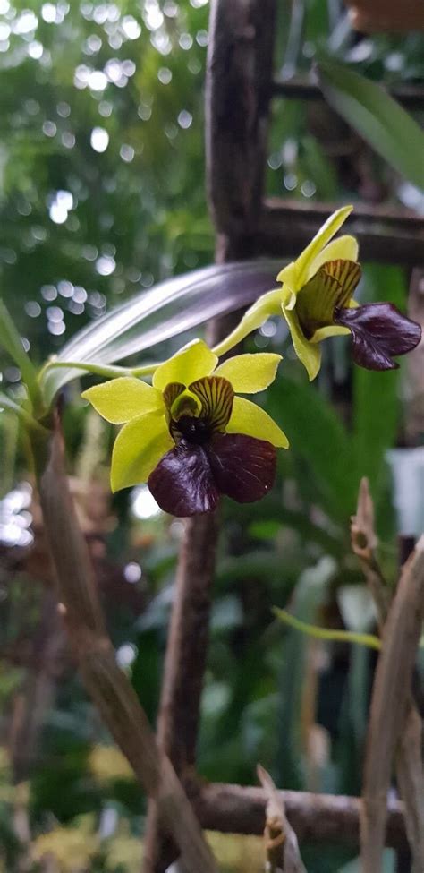 How To Propagate Dendrobium Convolutum Propagate One