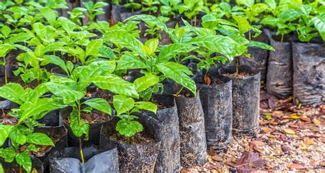 Premium Photo Seedlings Of Small Coffee Trees In The Nursery To
