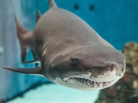Aquarium Tiger Sand Shark At Sherri Lewis Blog