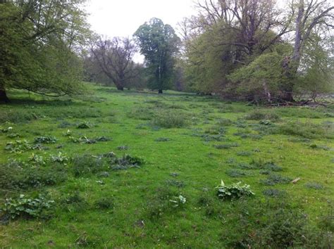 Thistle Identification Plants Forum At Permies