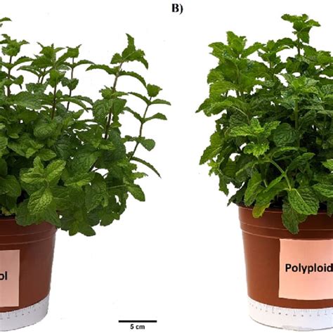 Flowcytometry Analysis Of M Spicata A Triploid And B Hexaploid Download Scientific Diagram