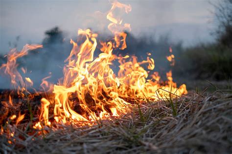 Why Burn Grass The Benefits Of Burning Grass Gfl Outdoors