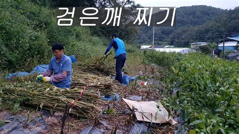 9월2일 검은깨 찌기 깨가 누렇게 되고 밑부분 깨집이 벌어질때 찝니다 오늘도 중간에 비가오고 모기가 많아요 작업자 형 성~ Youtube