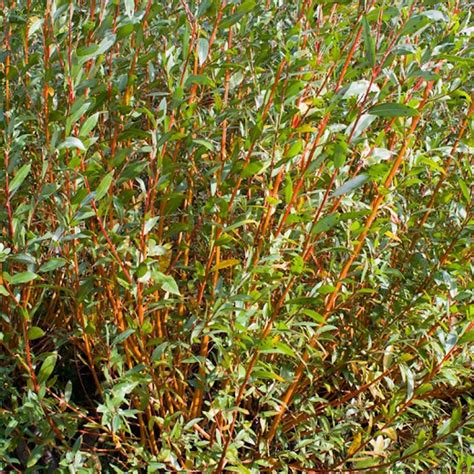 Salix Alba Var Vitellina Yelverton Golden Willow Artofit