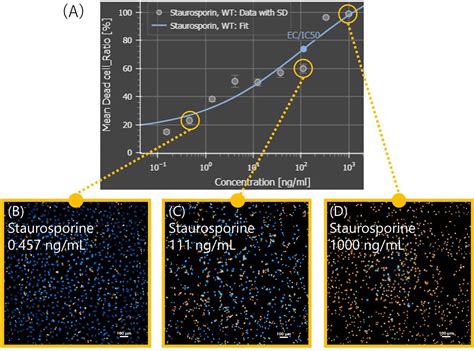 Cytotoxicity Assay Using Ai Driven Fully Automated Eclipse Ji