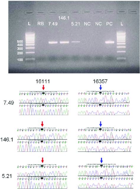 Screenshots Of The 16111 C T Variant And 16357 T C Variants From Three