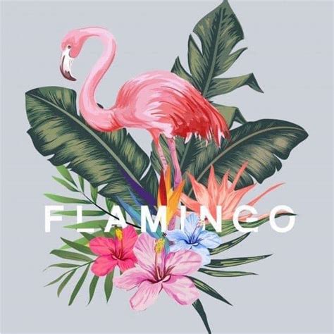 فلامينجو F Lamingo