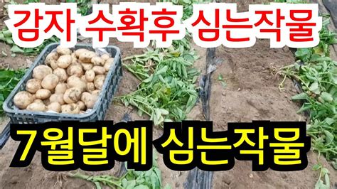 감자마늘양파 수확후 심는작물 9가지 7월에 심는작물 Youtube