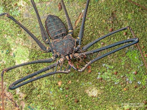 Scorpion Spider Hybrid