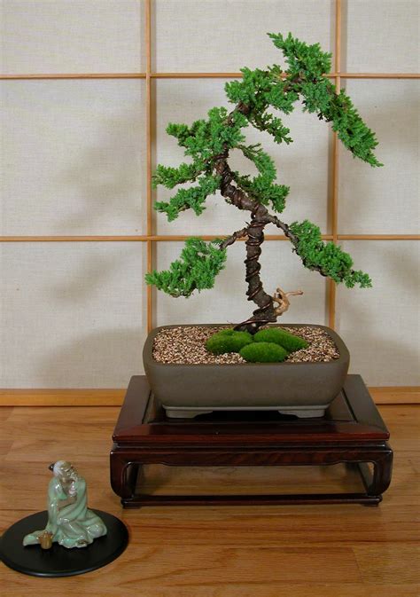 Beginner Basics Creating A Bonsai For The First Time