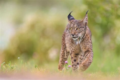 Hito Para La Conservación Del Lince Ibérico Logran Crear Embriones De