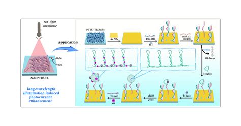 Long Wavelength Illumination Induced Photocurrent Enhancement Of A Znpc Photocathodic Material