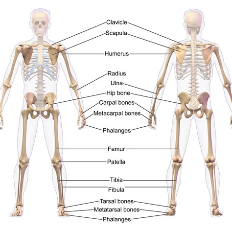 Learn Skeleton Anatomy Appendicular Skeleton Axial Skeleton Labeling